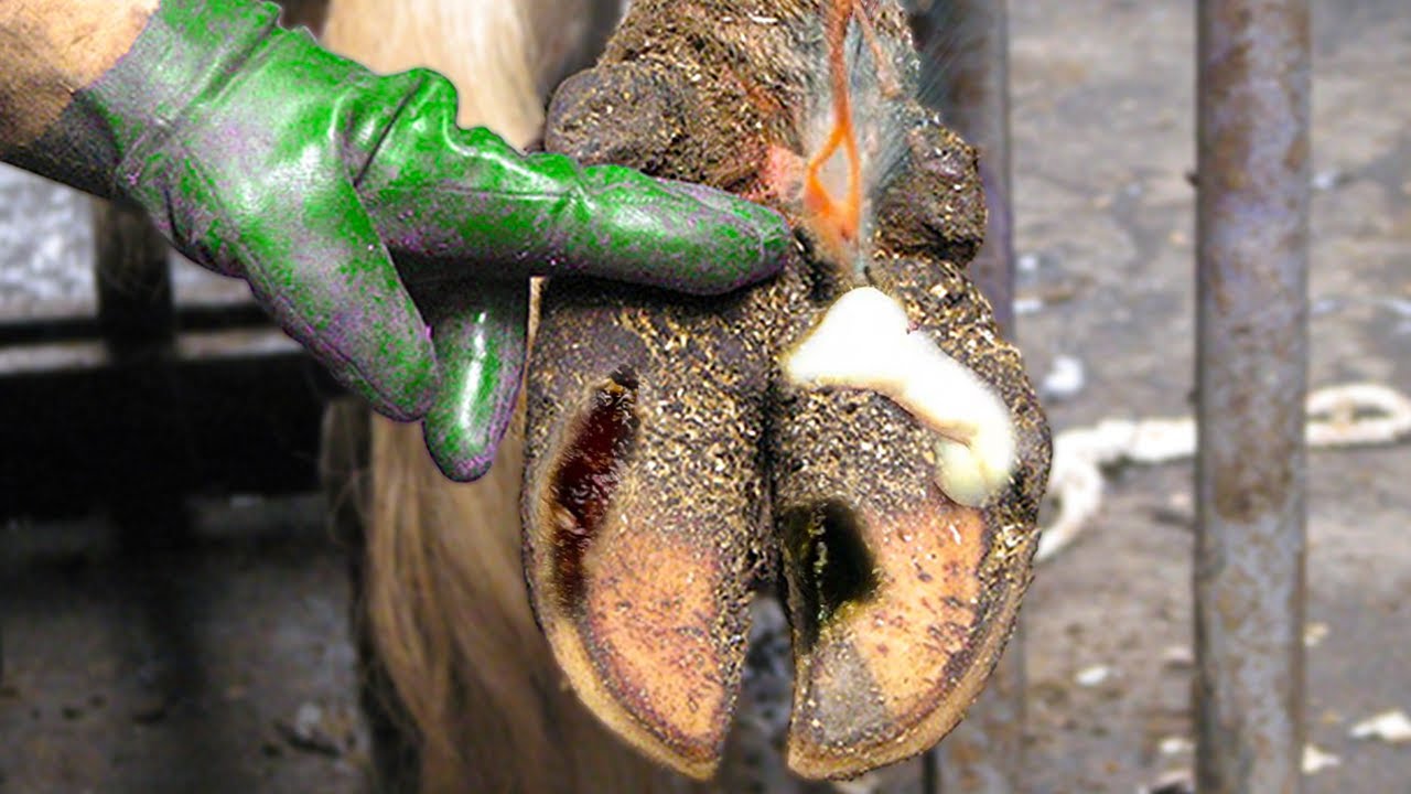 HUGE PURULENT ABSCESS in the cow's hoof - a fountain of manure! hoof ...