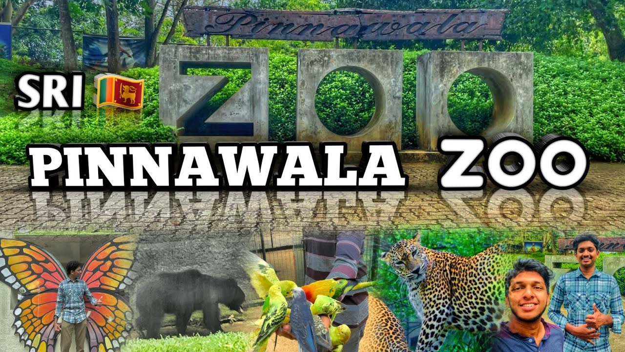 Travel to Pinnawala Zoo Sri Lanka | පින්නවල සත්ව උද්‍යානය | #Vlog5 ...