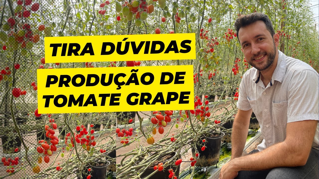 Produção de tomate grape - Tira dúvidas - YouTube