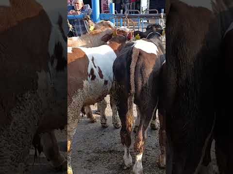 80 er bine erkek buzağılar