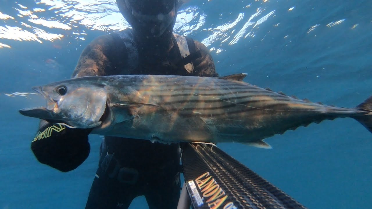 pescasub: Gennaio 2023 palamita #spearfishing #pescainapnea #pescasub # ...