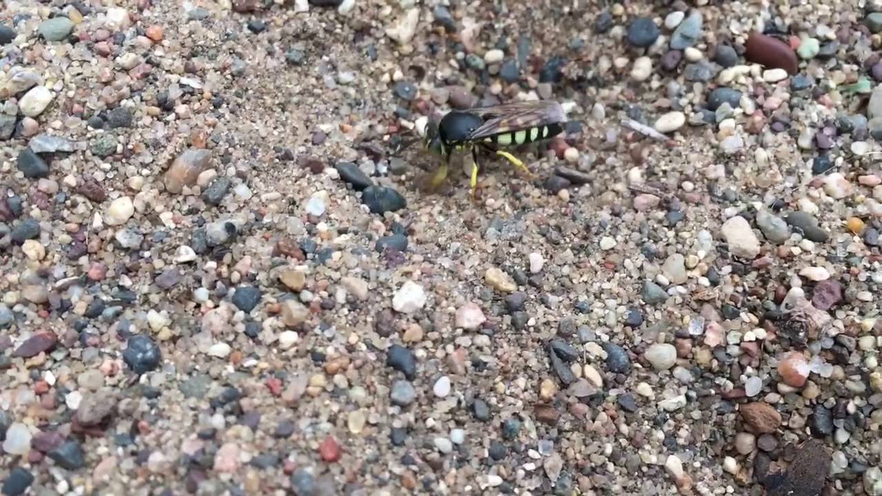 Bee digging a hole 2 - YouTube