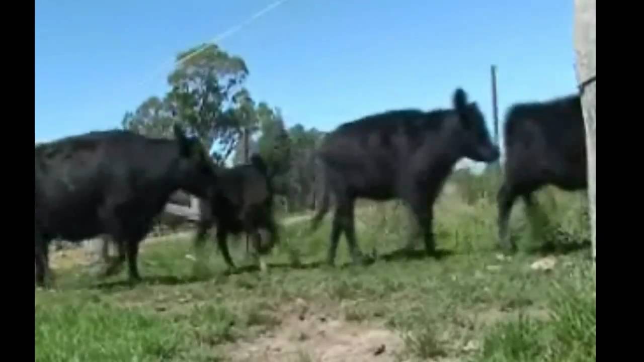 Abaminga lowline angus stud Victoria - YouTube