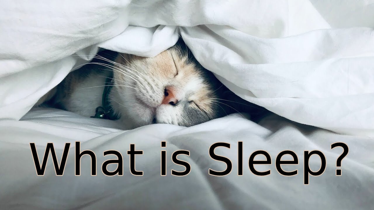 What is Sleep? How does sleep work? - YouTube
