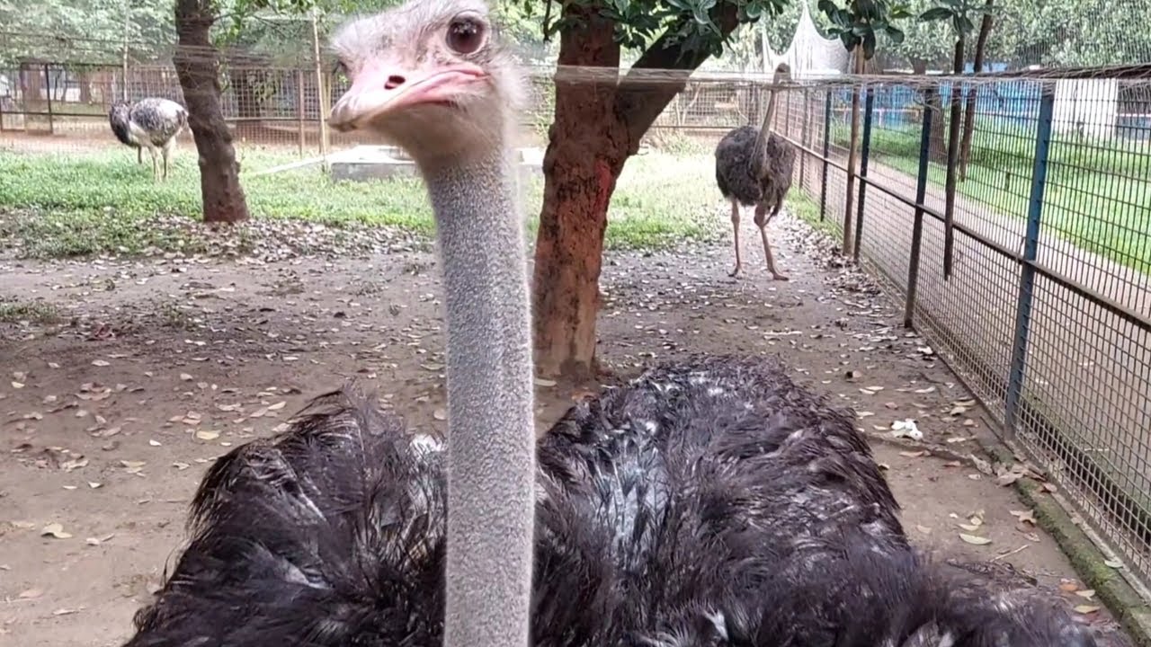 Animal Life, Up Close With Ostriches | Exploring The Beauty Of Ostrich ...