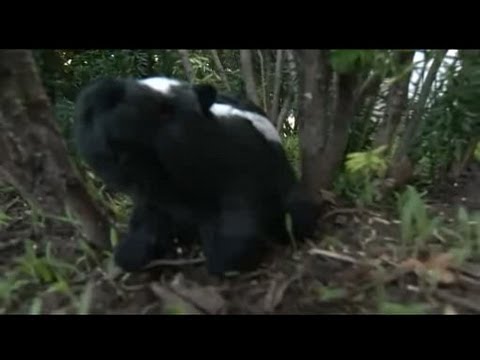 Skunk with rabies bites woman in Cheshire - YouTube