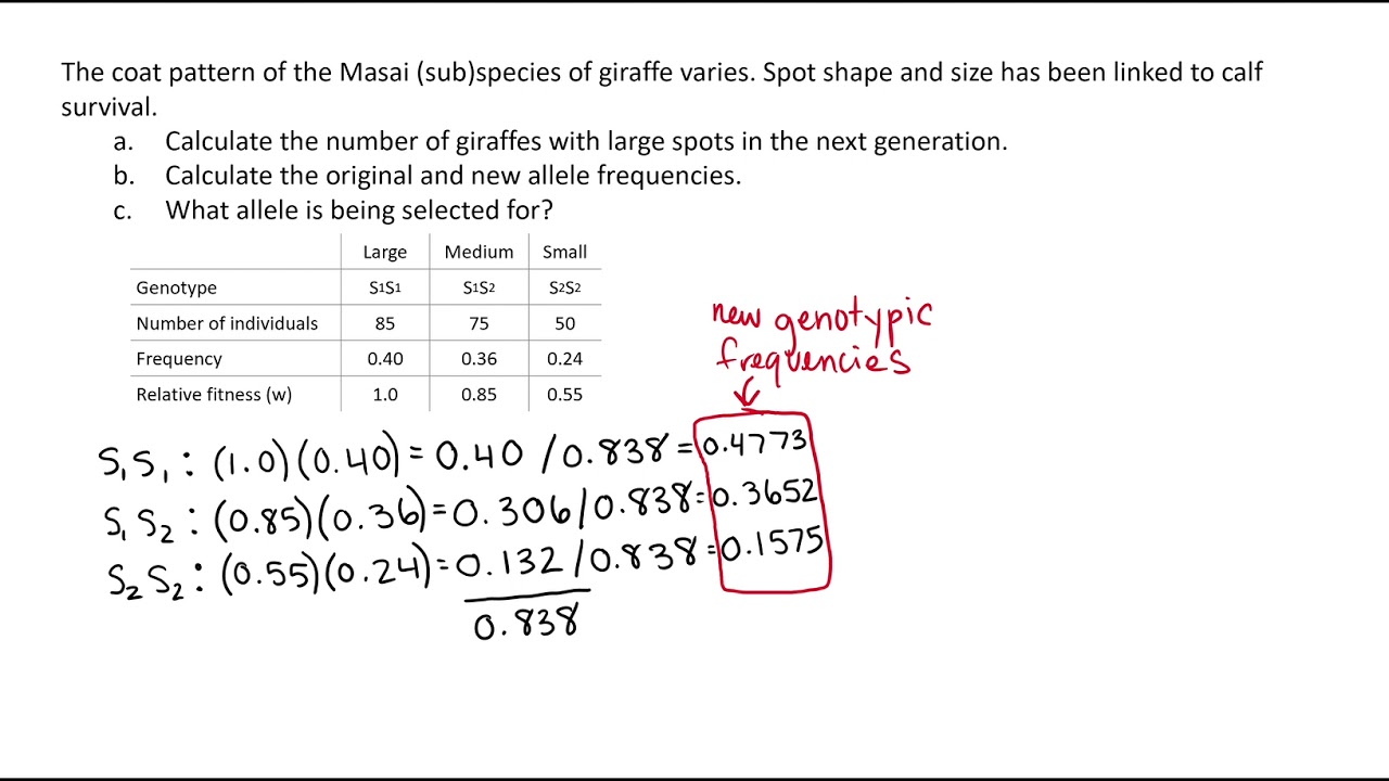 Giraffe population genetics problem - YouTube