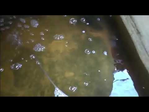 BUBU REZEKI FISH FARMING IPOH(MARBLE GOBY & TILAPIA) - YouTube