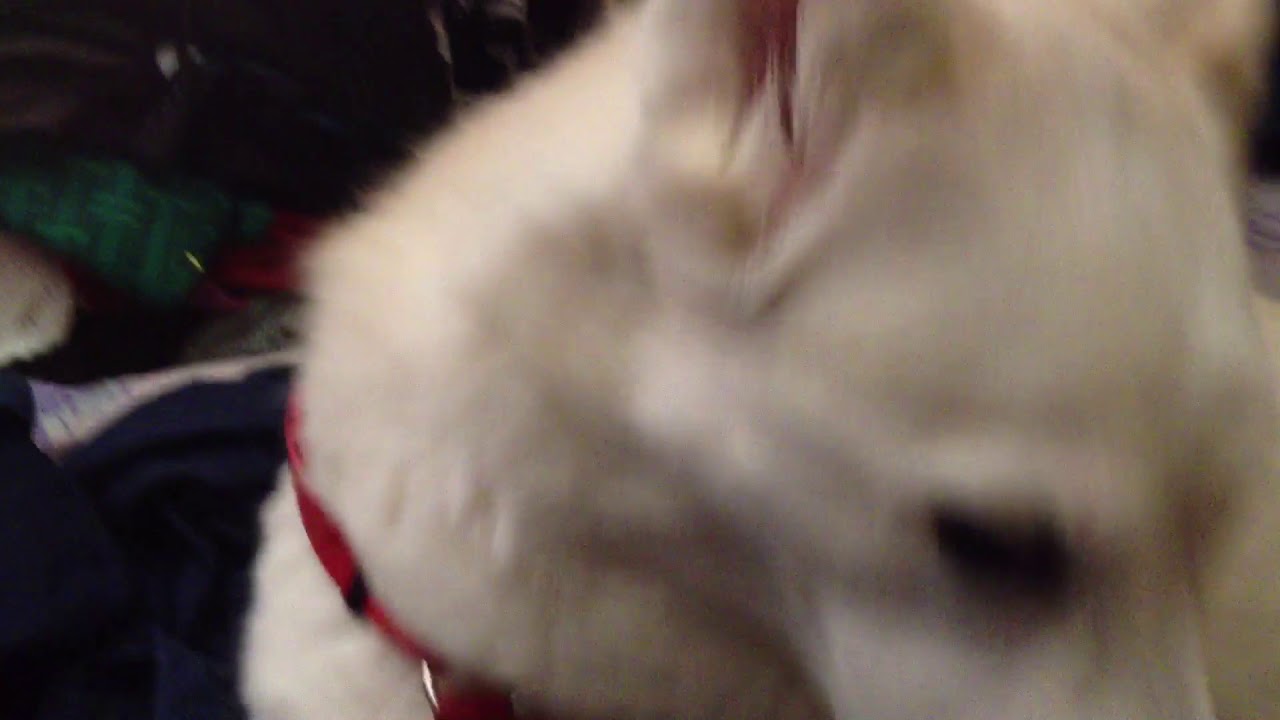 Bugging Maya - YouTube