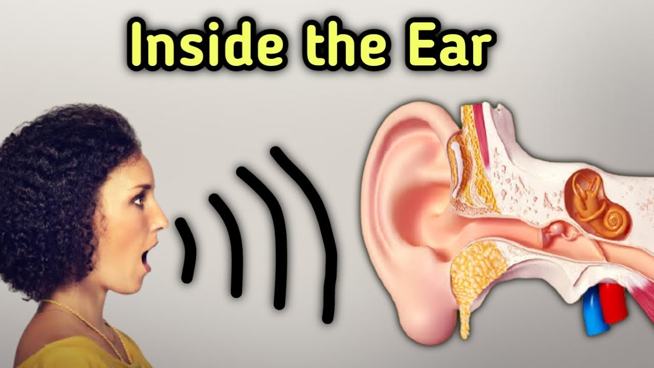 Journey Inside The Ear Human Ear Structure And Function YouTube journey-inside-the-ear-human-ear-structure-and-function-youtube