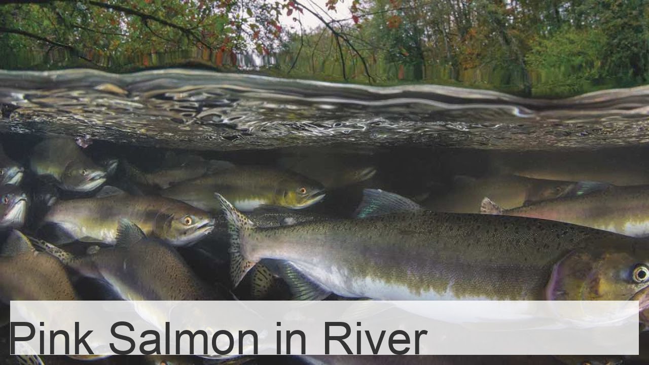 All about the life of the river pink salmon - YouTube