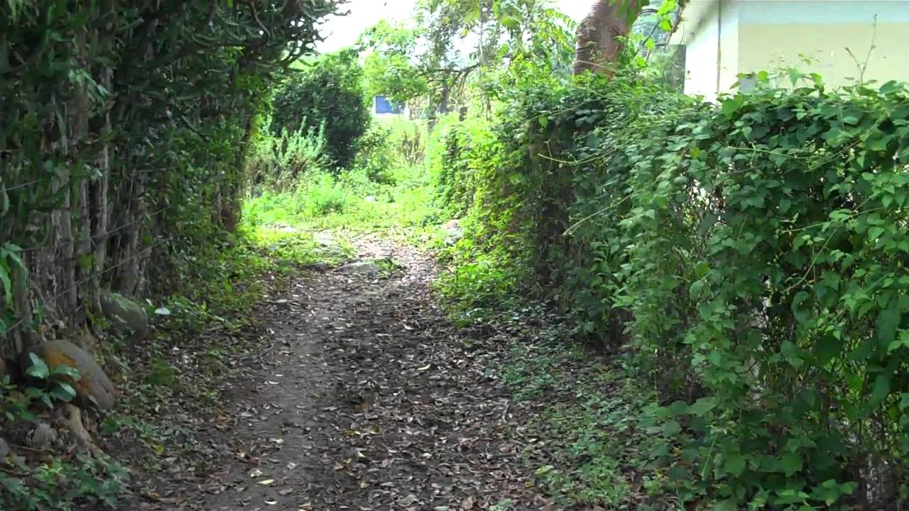 Campo Mexicana por Tancoco, Veracruz Mexican Countryside in Tancoco ...