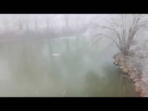 Poisson sortie de l'eau lac Alain