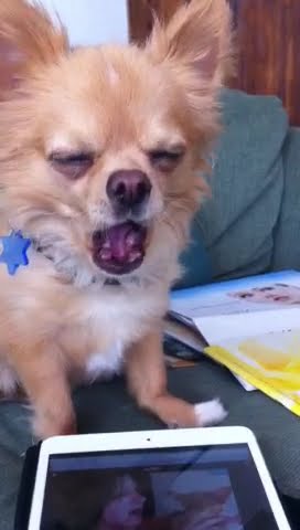 Chihuahua song - YouTube