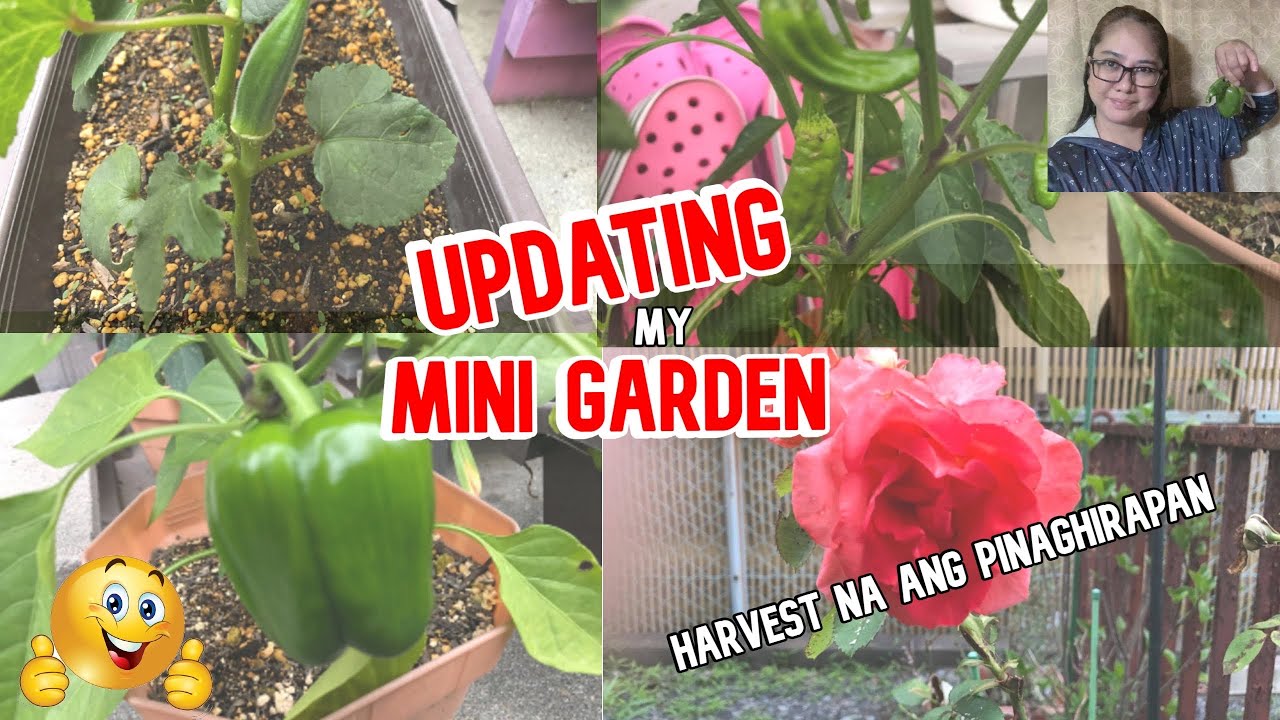 ALL ABOUT JAPAN//NAGTANIM/NAGHINTAY/NAMUNGA/NAG HARVEST NA😊//ALLEE ANNE ...