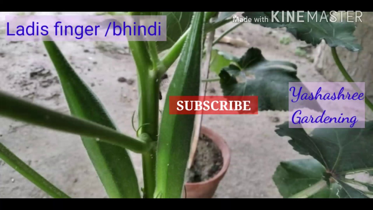 Ladis finger/bhindi/okra/ how to grow Ladis finger/ plant🌱/ gardening ...