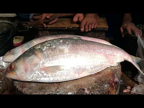 Big Hilsa(ilish) Fish Cutting Skills Live In Fish Market - Fillet ...
