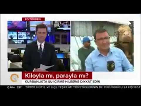 Kurbanlık boğa muhabire tükürdü :)