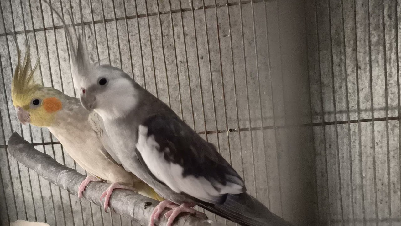 cockatiel cock and hen - YouTube