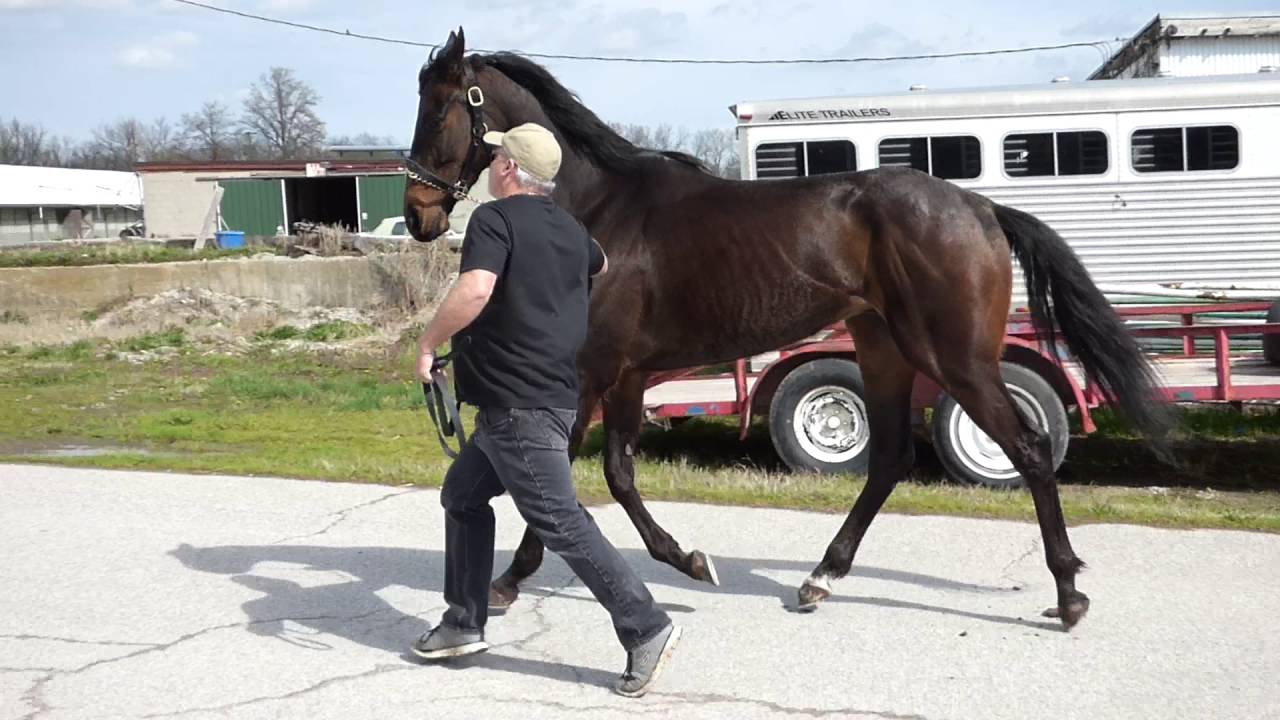 Bullet Bob 3/31/2016 - 1 - YouTube