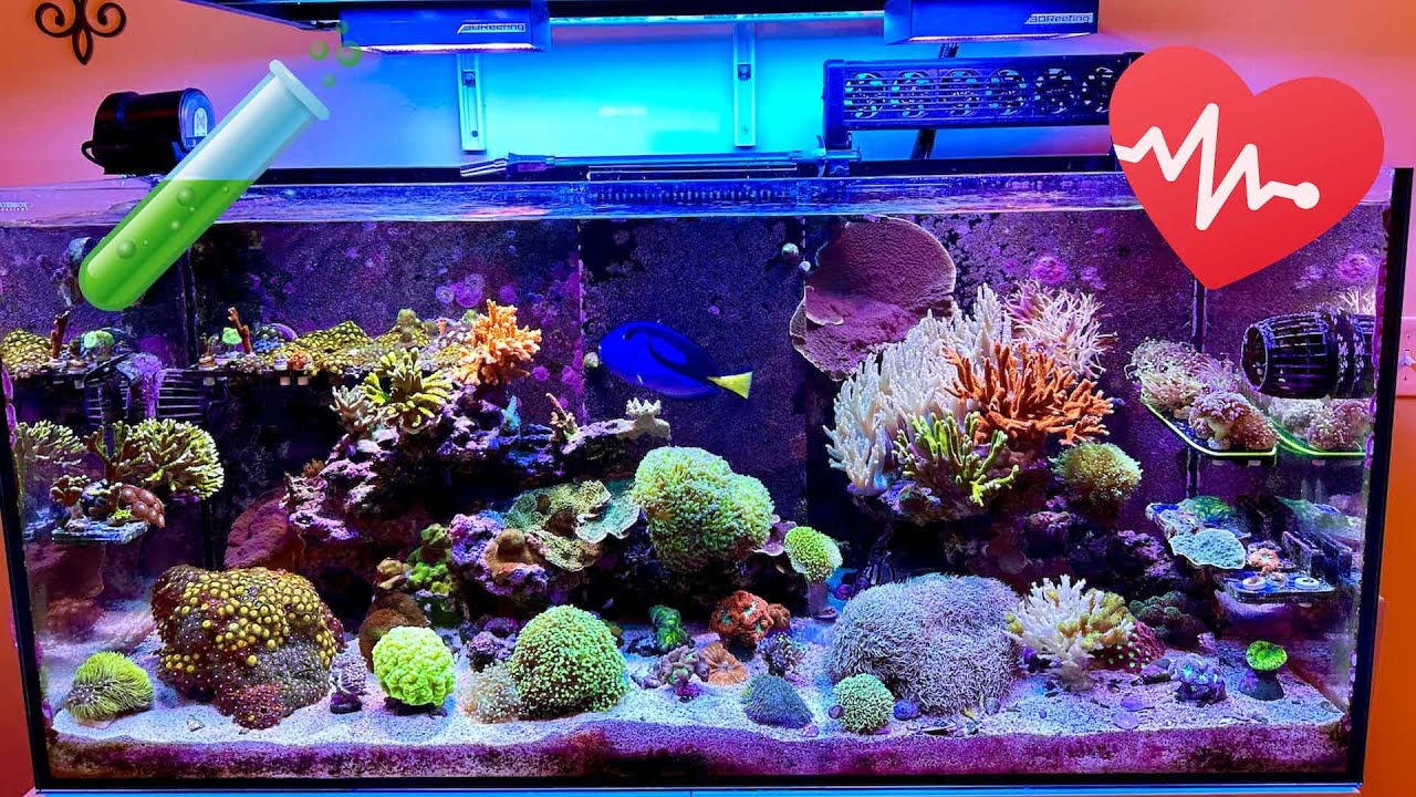 Reef Tank SHOCKER: Find out What Really Caused the Crash! - YouTube