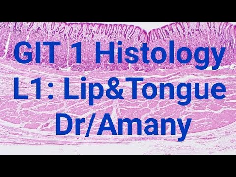 GiT 1 histo (Lip&Tongue) - YouTube