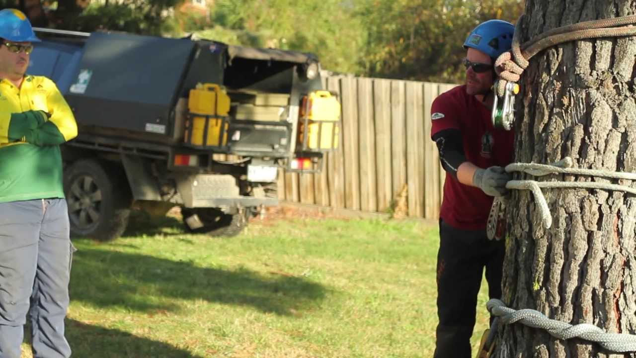 In Focus: Arborist Rigging Training - YouTube