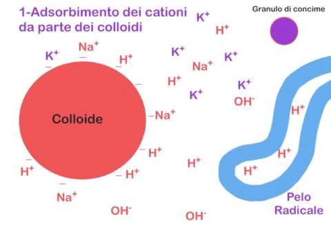 scambio cationico dei colloidi - YouTube