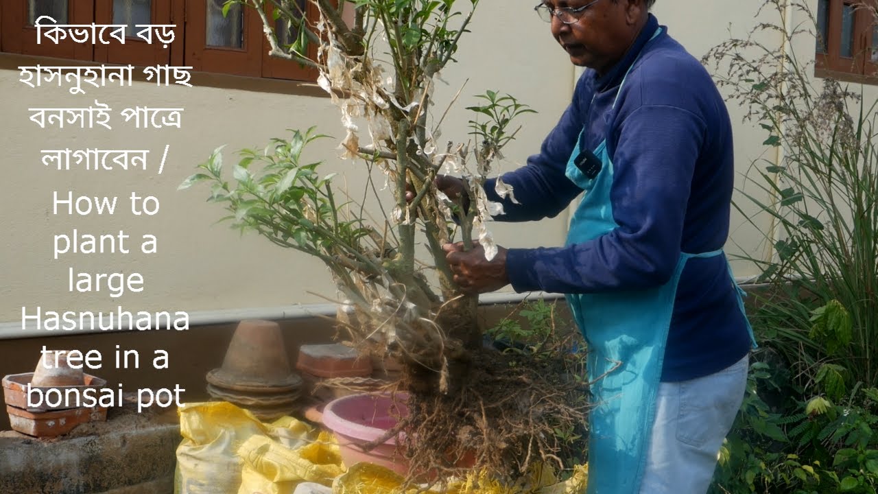 কিভাবে বড় হাসনুহানা গাছ বনসাই পাত্রে লাগাবেন / How to plant a large ...