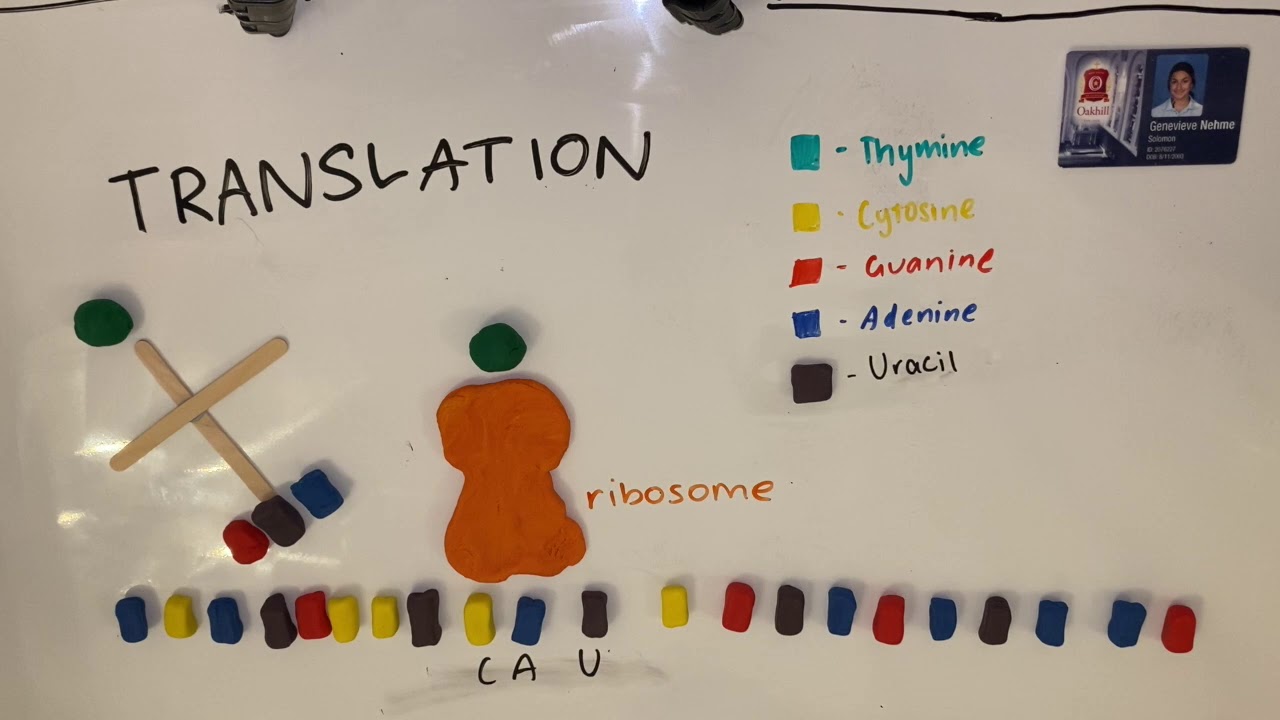 Year 12 Polypeptide Synthesis Model - YouTube