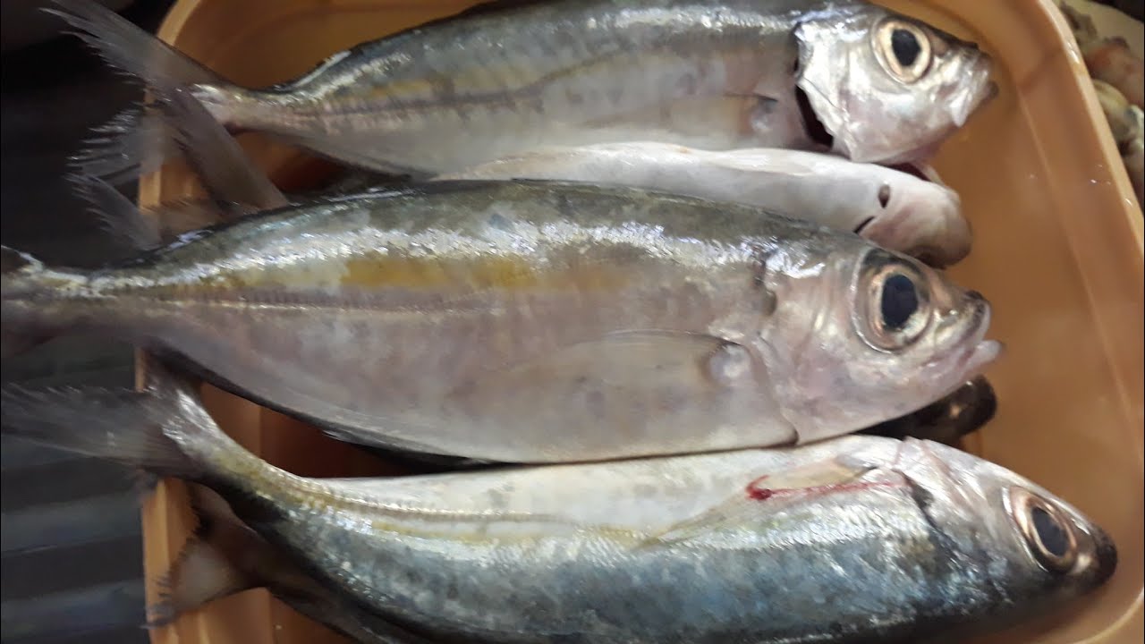 TAMARONG UG PUSIT FRESH FISH #Shorts - YouTube