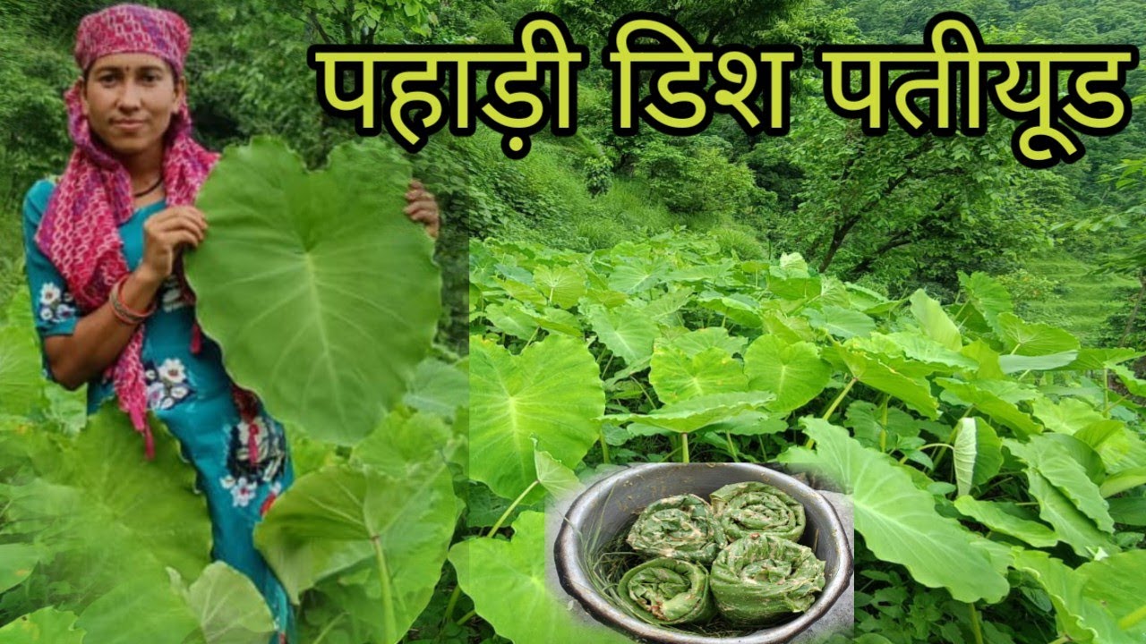 सावन स्पेशल पहाड़ी डिश पतीयूड।।Arbi Patta Recipe।।Pahadi Lifestyle ...
