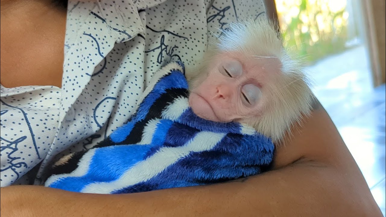 Newborn Baby Monkey falls asleep! - YouTube