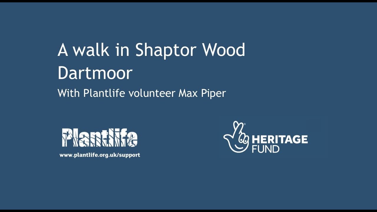 A walk in Shaptor Wood, Dartmoor - YouTube