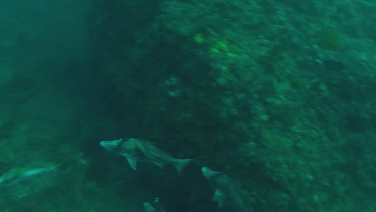 Boarfish School Nz - YouTube