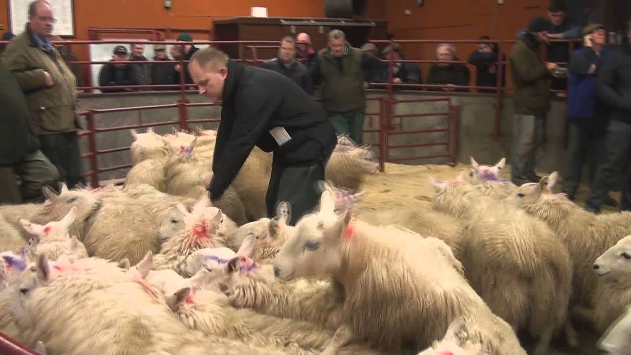 Prime sheep sale at Longtown Mart April 18th 2013 - YouTube