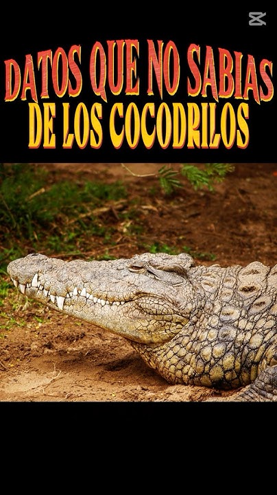 3 cosas que NO SABIAS de los Cocodrilos - YouTube