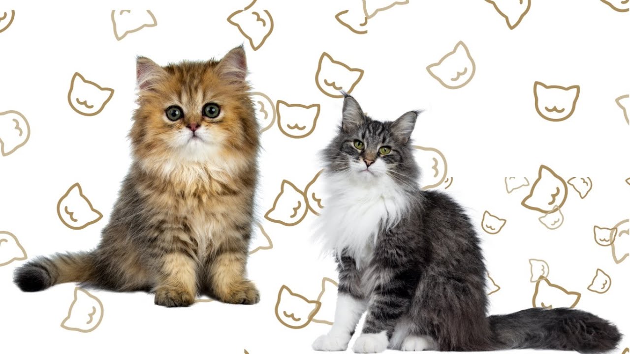 Scaredy Cats Compilation - just for you - YouTube