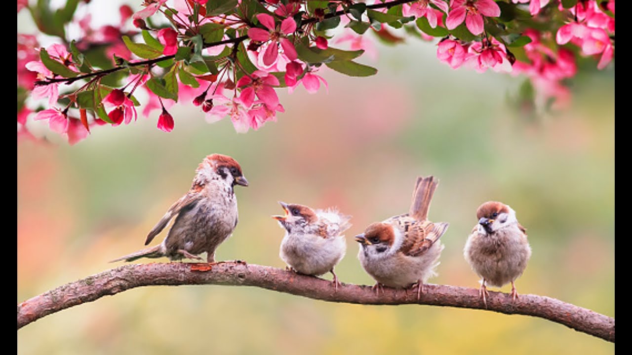 Forest BirdSong - Free your mind with relaxing bird chirping - Pure ...