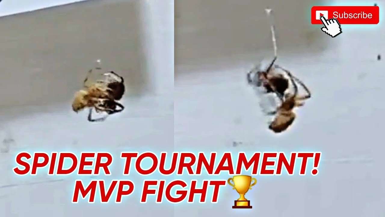 INCREDIBLE FIGHT! | SPIDER TOURNAMENT | SPIDER FIGHT - YouTube