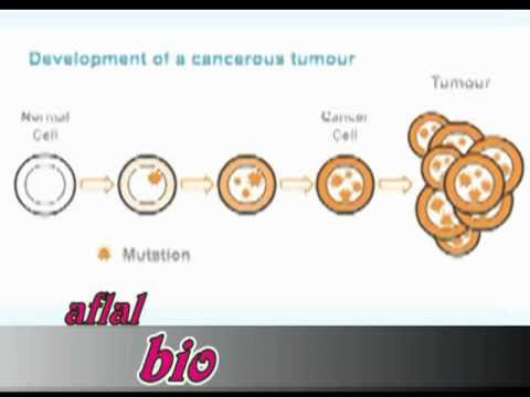 cancer cell cycle video - YouTube