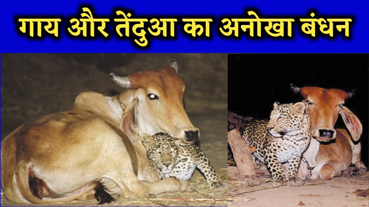 Great bonding between Cow and Leopard - YouTube