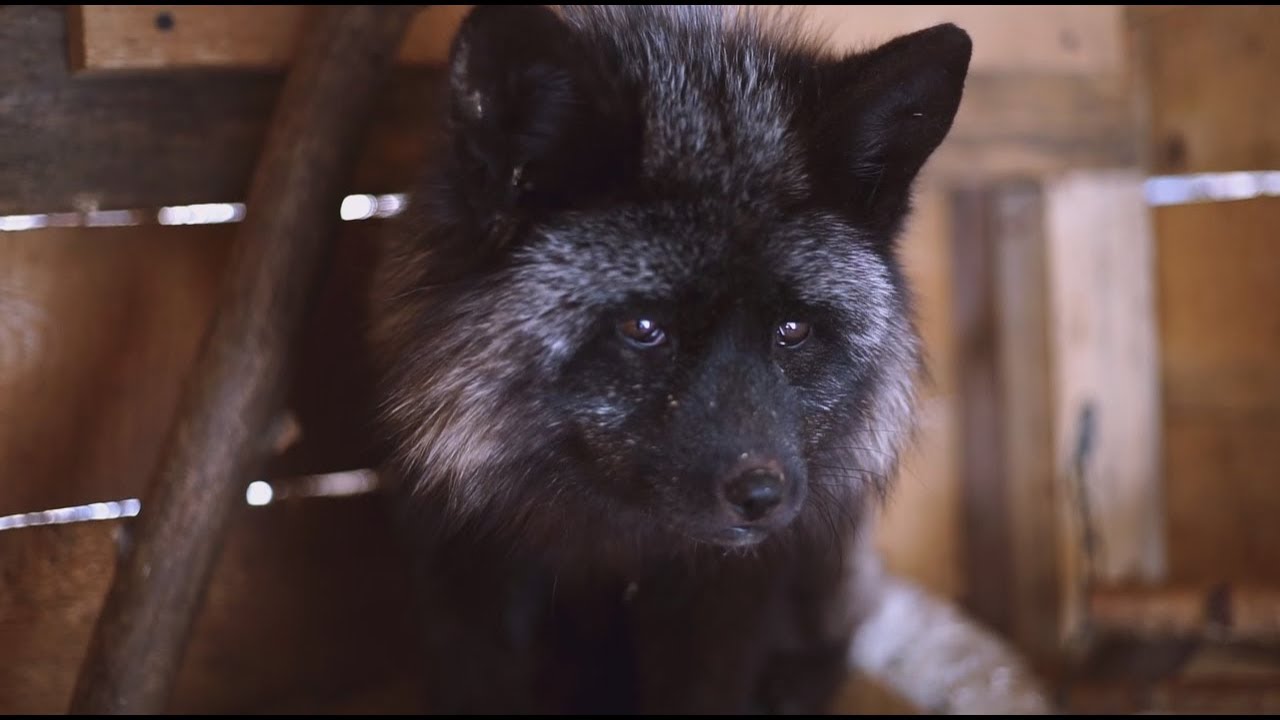 Карликовая лиса / dwarf fox 🐺 - YouTube