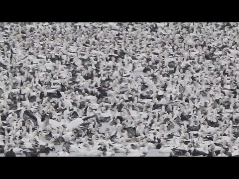 Millions of snow geese flock to Havana, Illinois for rest stop | Good News Chicago