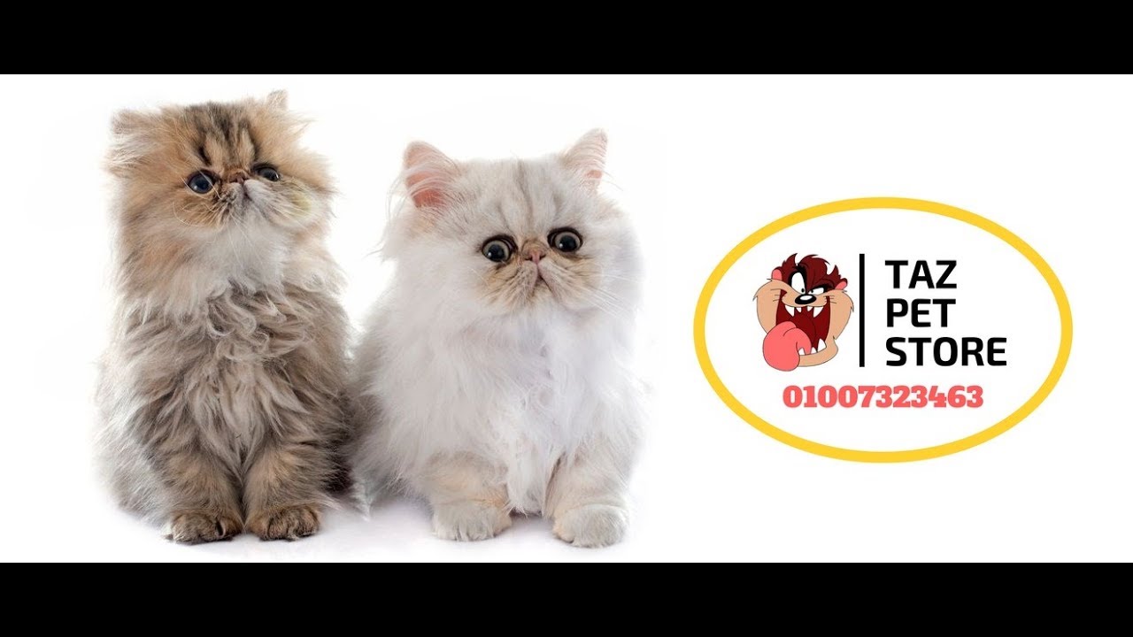 نصائح ومعلومات هامة عند شراء قطة -الجزء الاول- taz pets store - YouTube