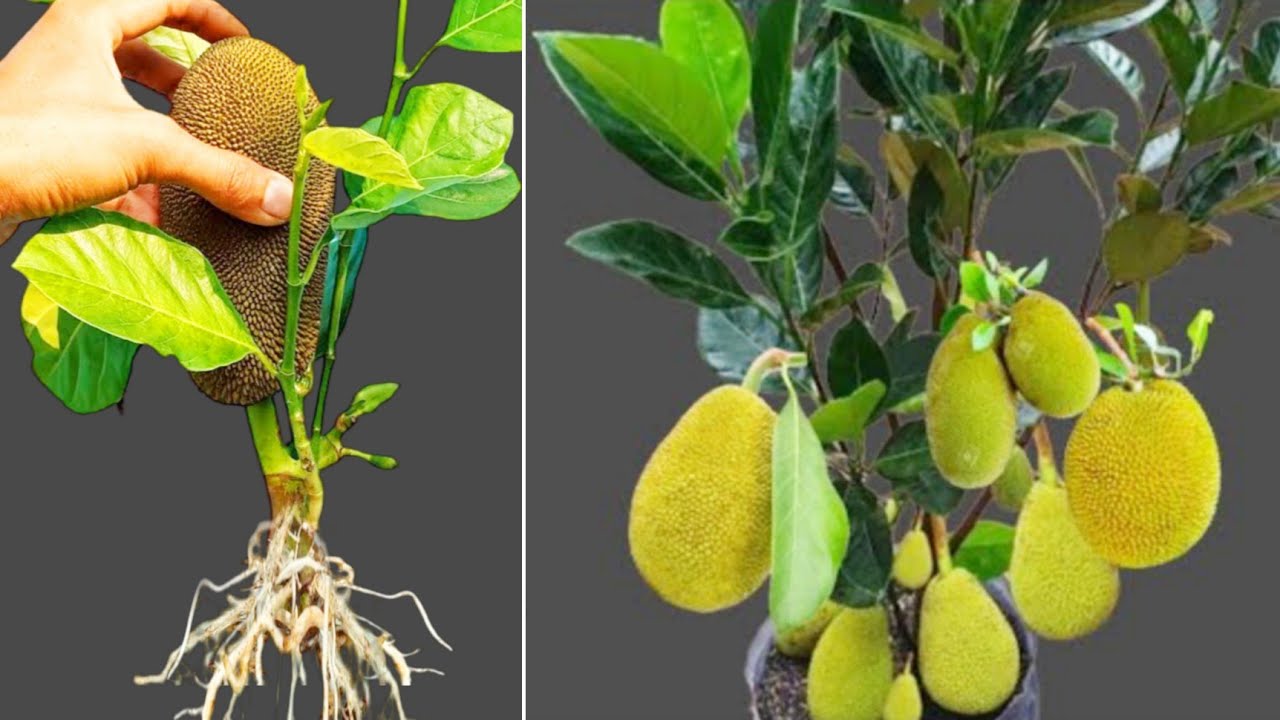 Jackfruit Propagation From Cutting using Aloe Vera Gel || Amazing ...