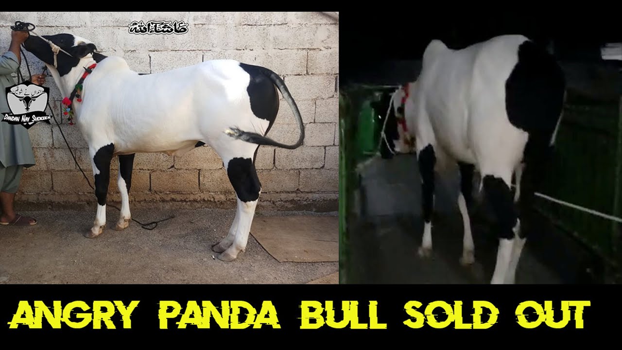 Angry Panda Bull Sold out From Dera Dandan Nay Shokeena Da || Dandan ...
