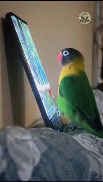 Crazy Birds Doing Hilarious Things!😄 #CuteAnimals #FunnyBirds #lovebird ...