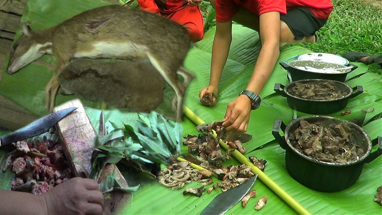 Hunting Lesser mouse-deer and Slow Loris In The Jungle | Yos hav zoov ...