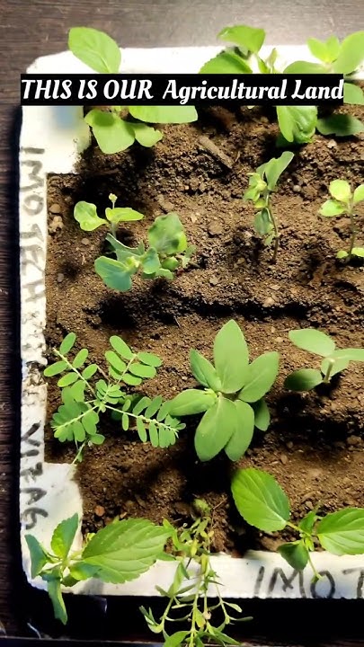 Smart Irrigation System Using An Arduino Uno.#agriculture #indian # 